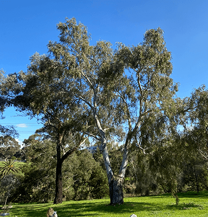 Gallery | Canopy Tree Care