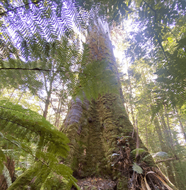 Gallery | Canopy Tree Care
