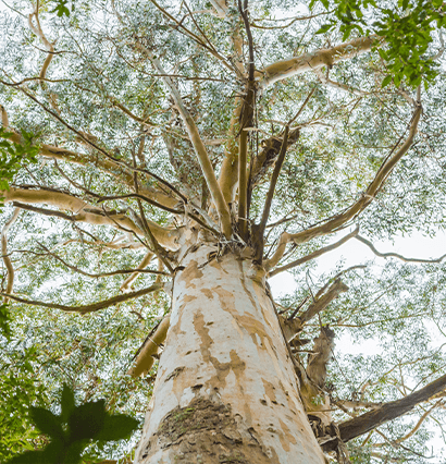 About Us | Canopy Tree Care