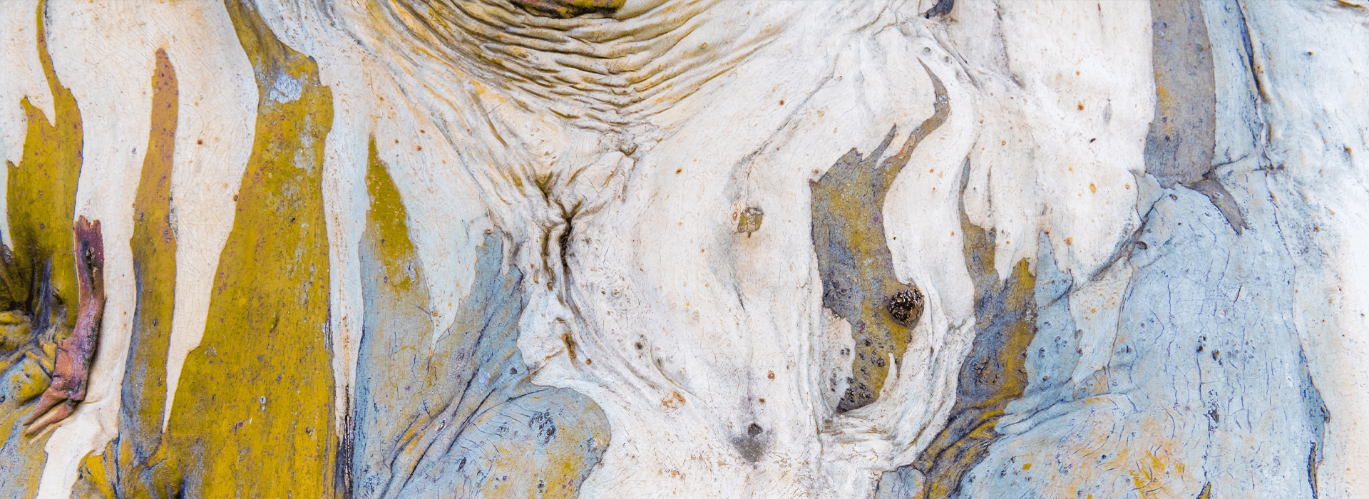 Gallery | Canopy Tree Care