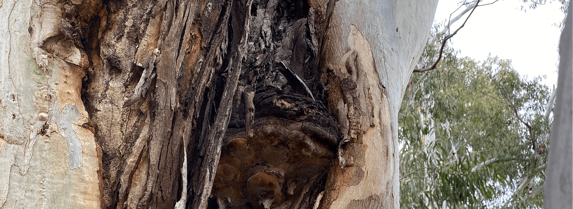 Gallery | Canopy Tree Care