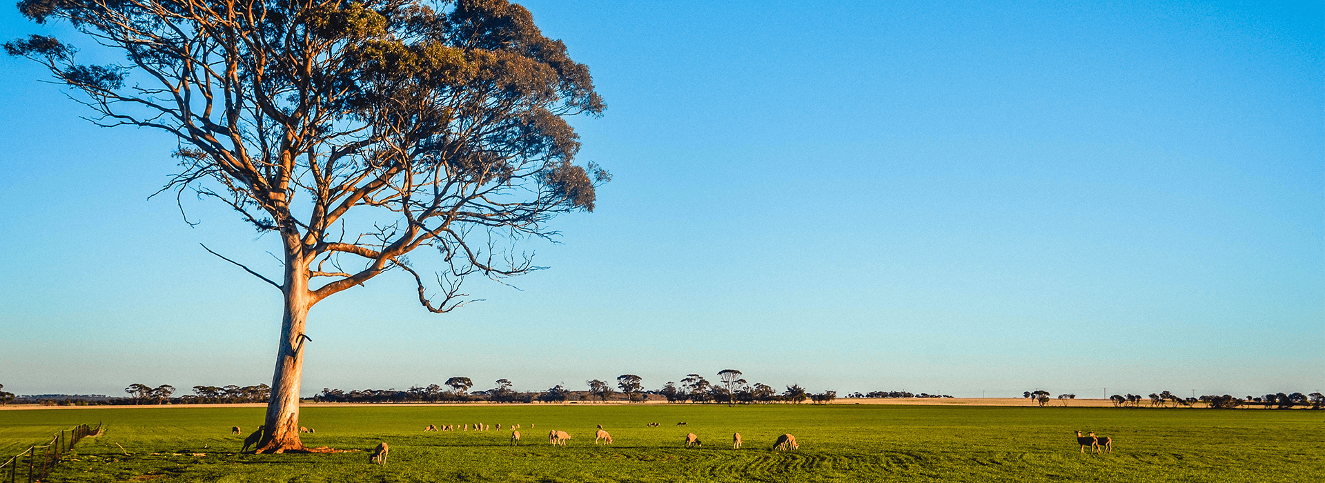 Understanding AS 4970-2009: Protecting Trees on Development Sites